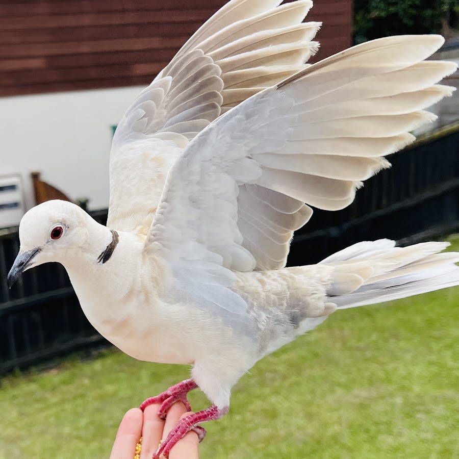 Mia Lulu-PTL - YouTube