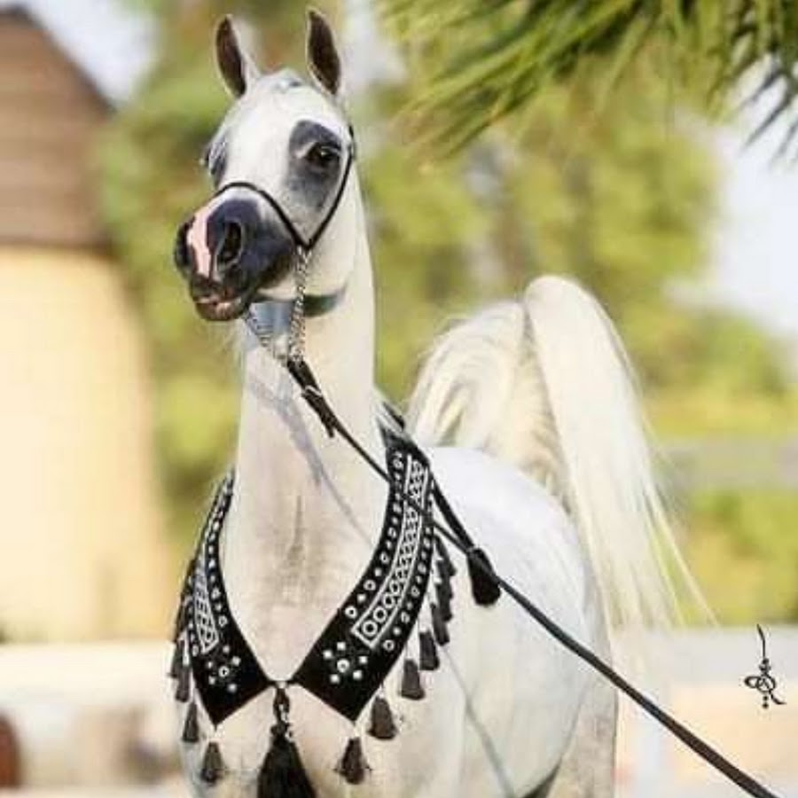 Arabian Horse - YouTube