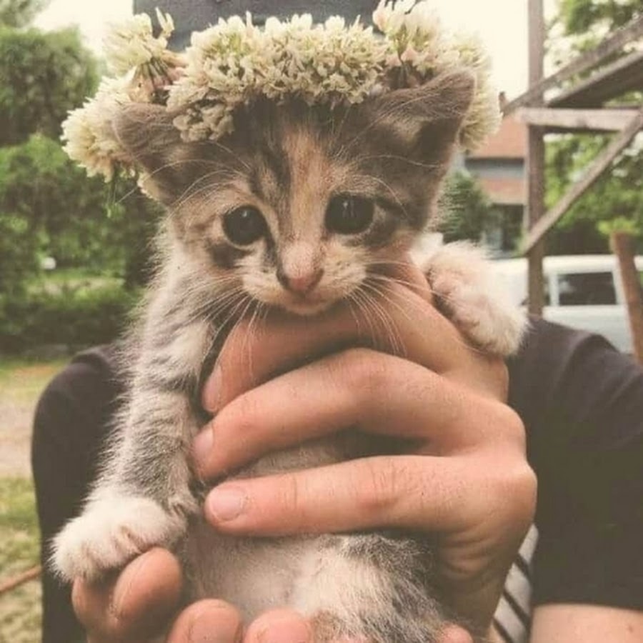 Misbah Anwar - YouTube