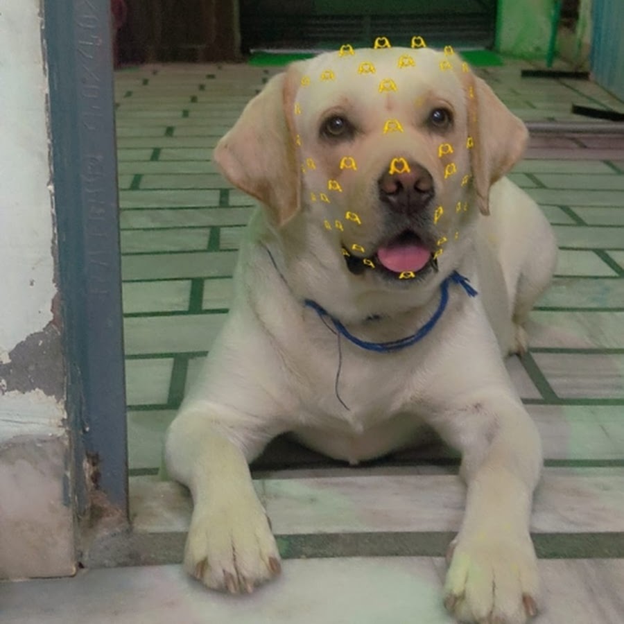 @ Jelly the Labrador - YouTube