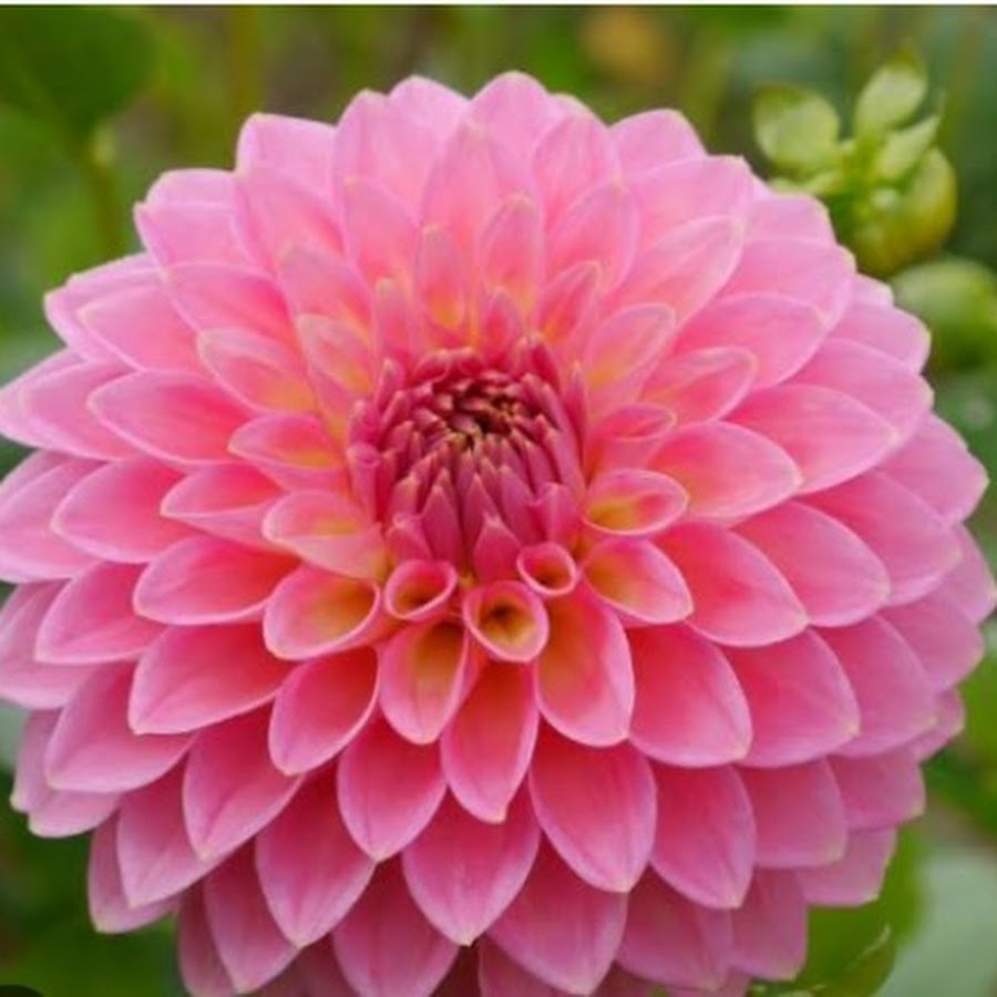 JAHNAVI'S WORLD - YouTube