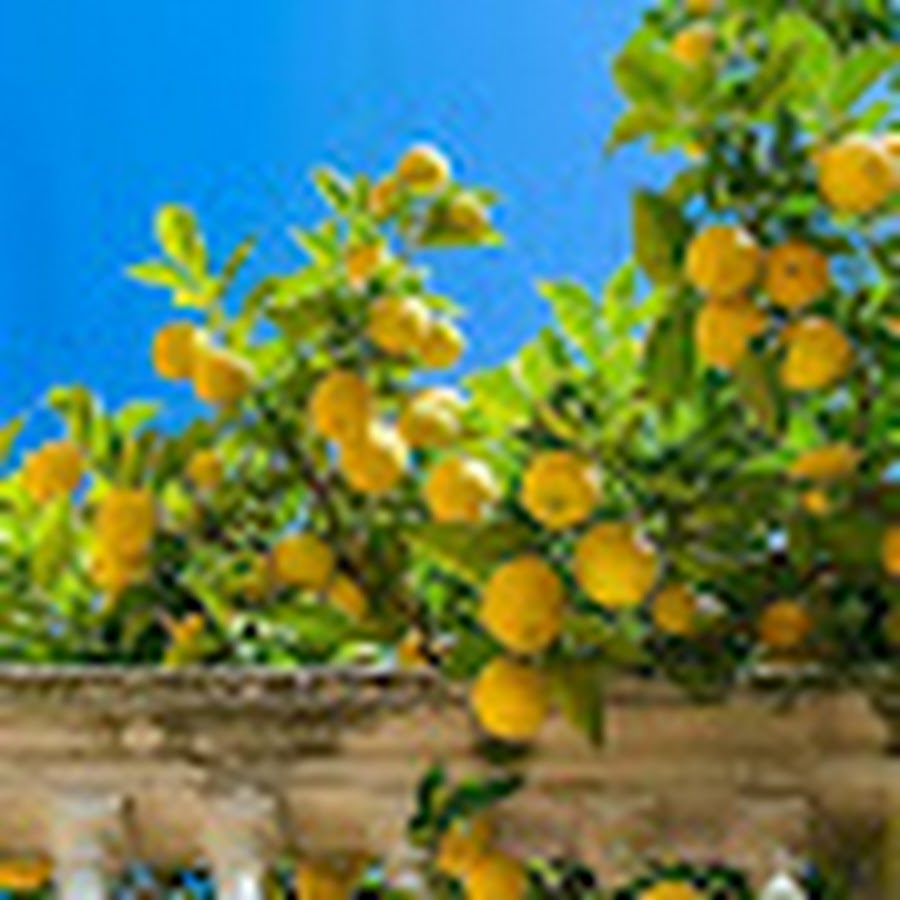 lovely_lemons - YouTube