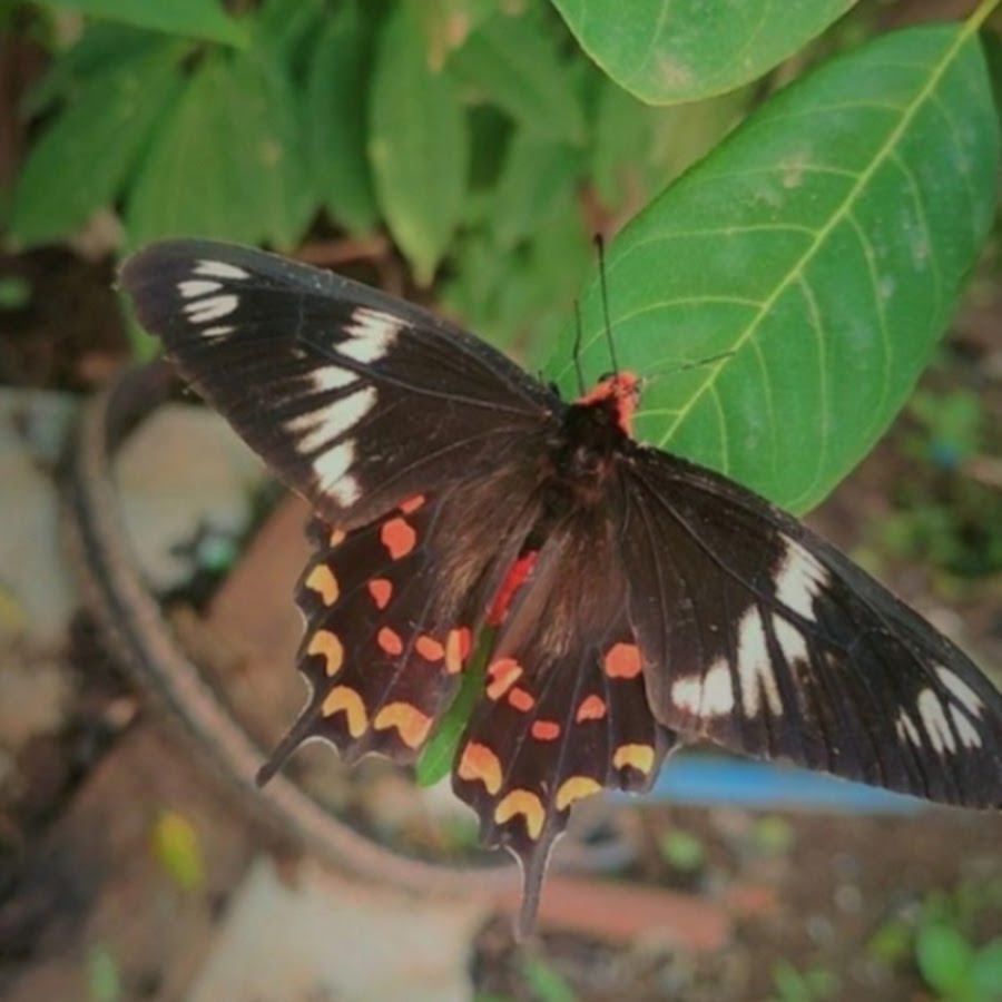 THE MIHIR BLOG 1322 - YouTube