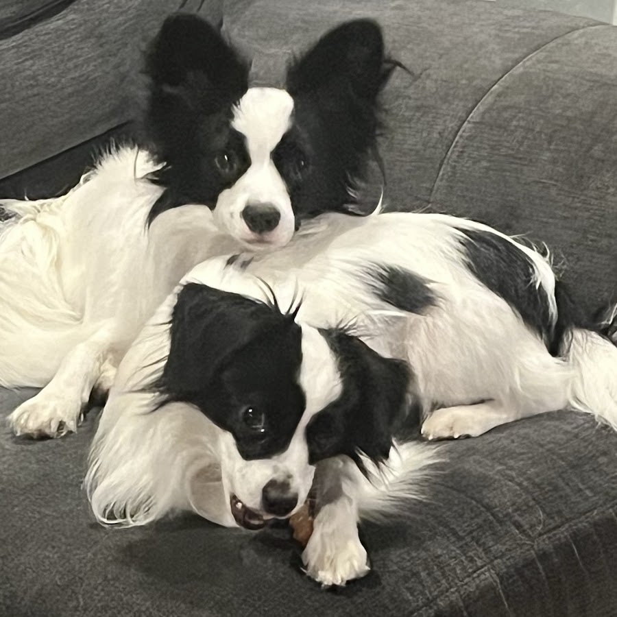 Papillon Lady - YouTube