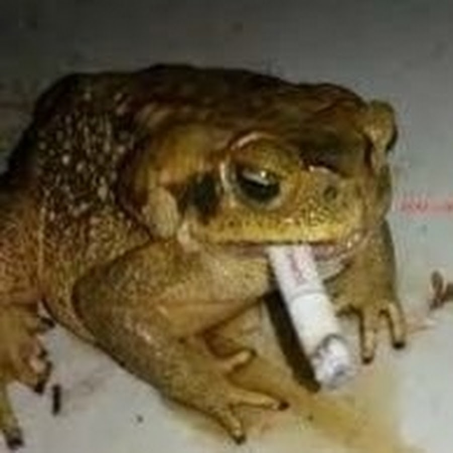 zé rodela - YouTube