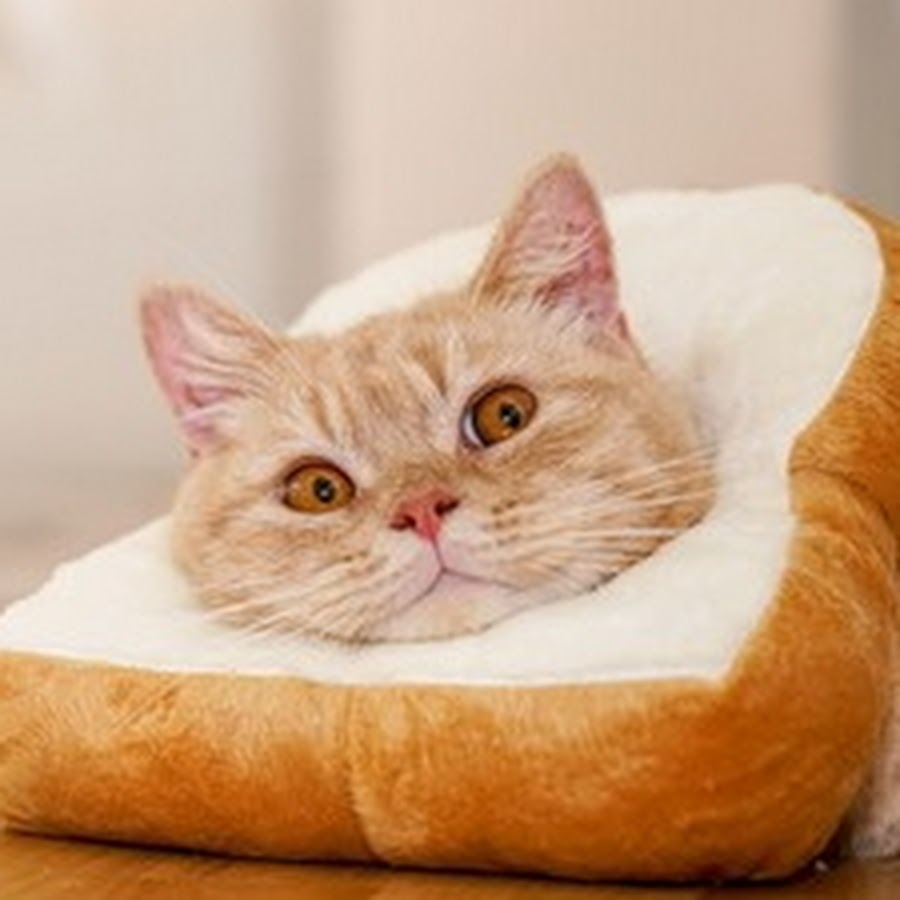 Kitty Bread - YouTube