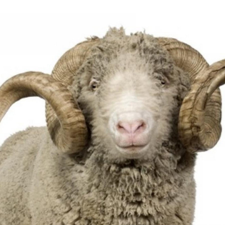 Baranek 56 - YouTube