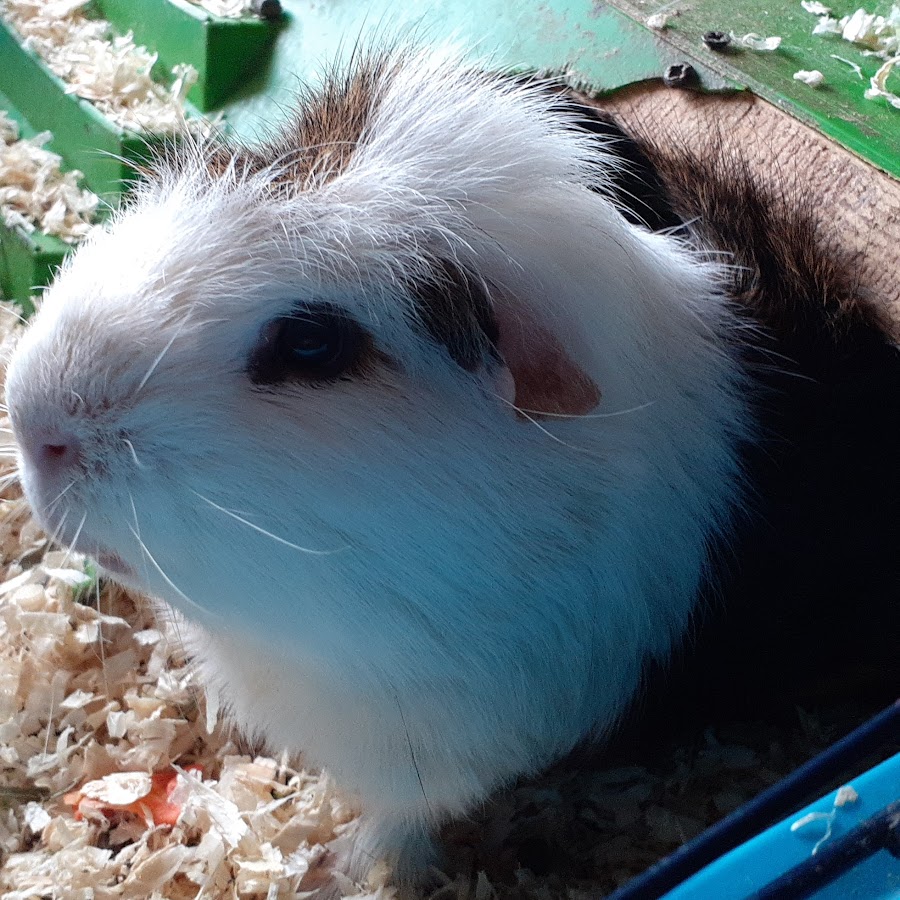 Claire Hill - YouTube