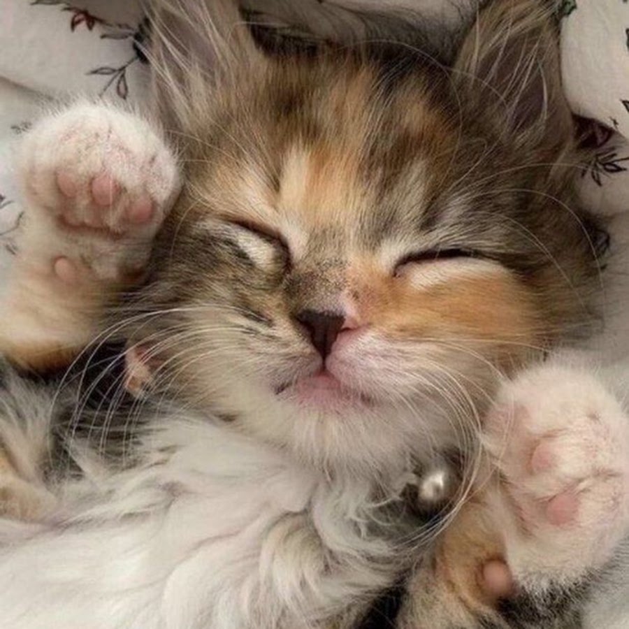 Sienna Graham - YouTube