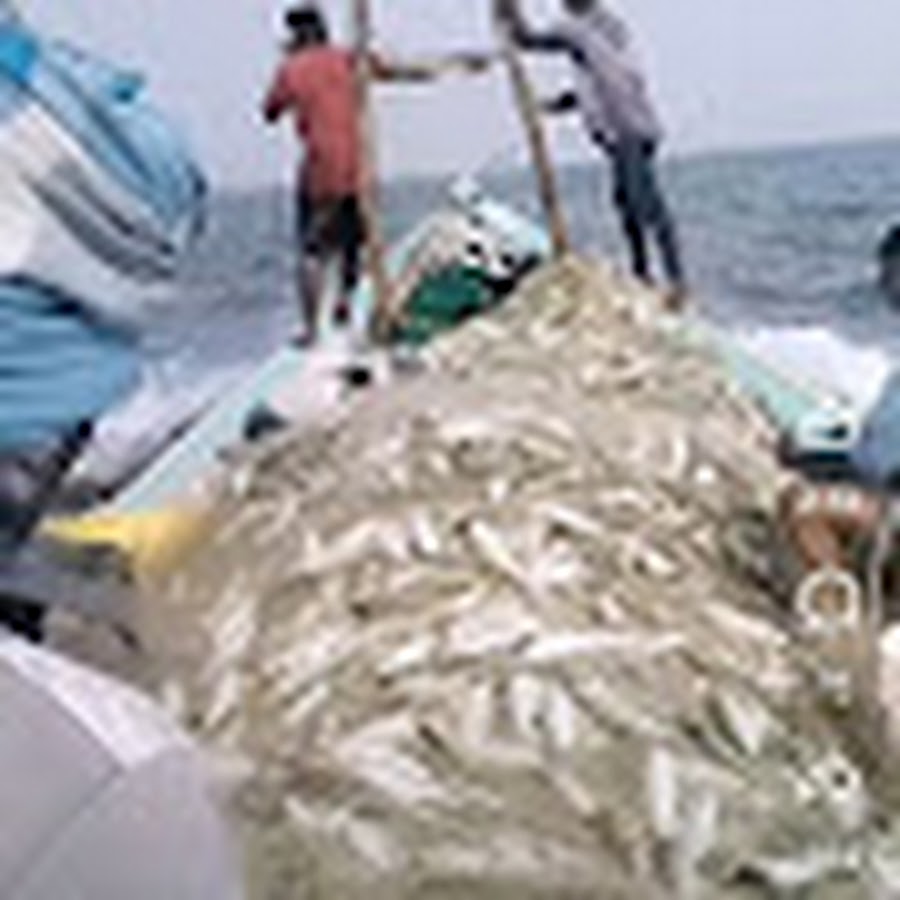 Kadal fish. கடல் மீன் மீனவர் - YouTube