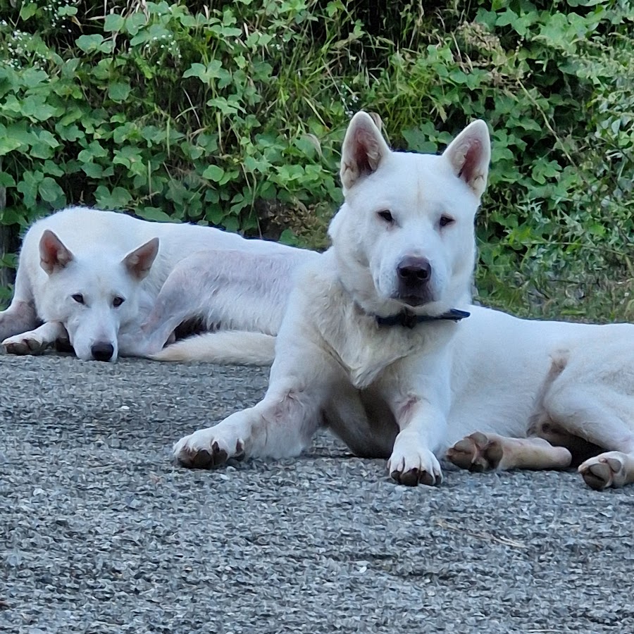 kim yon ho - YouTube