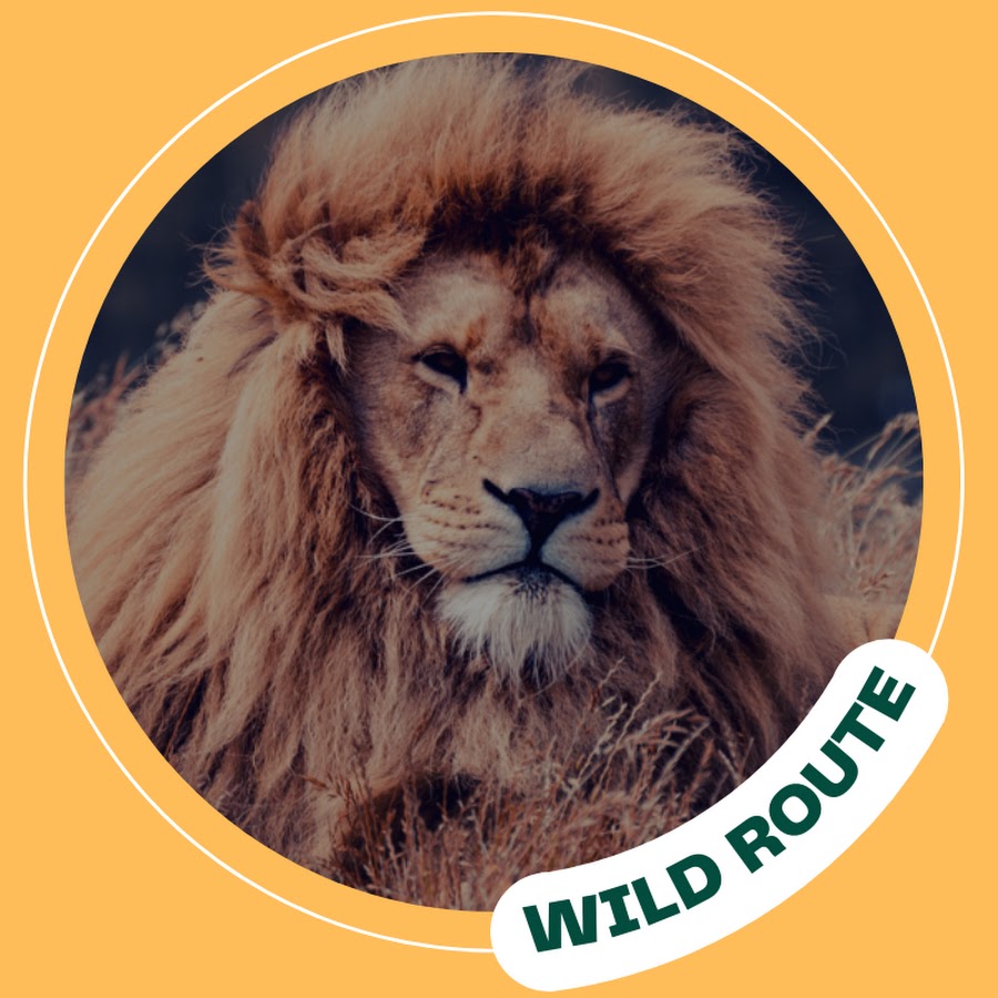 Wild Route - Official - YouTube