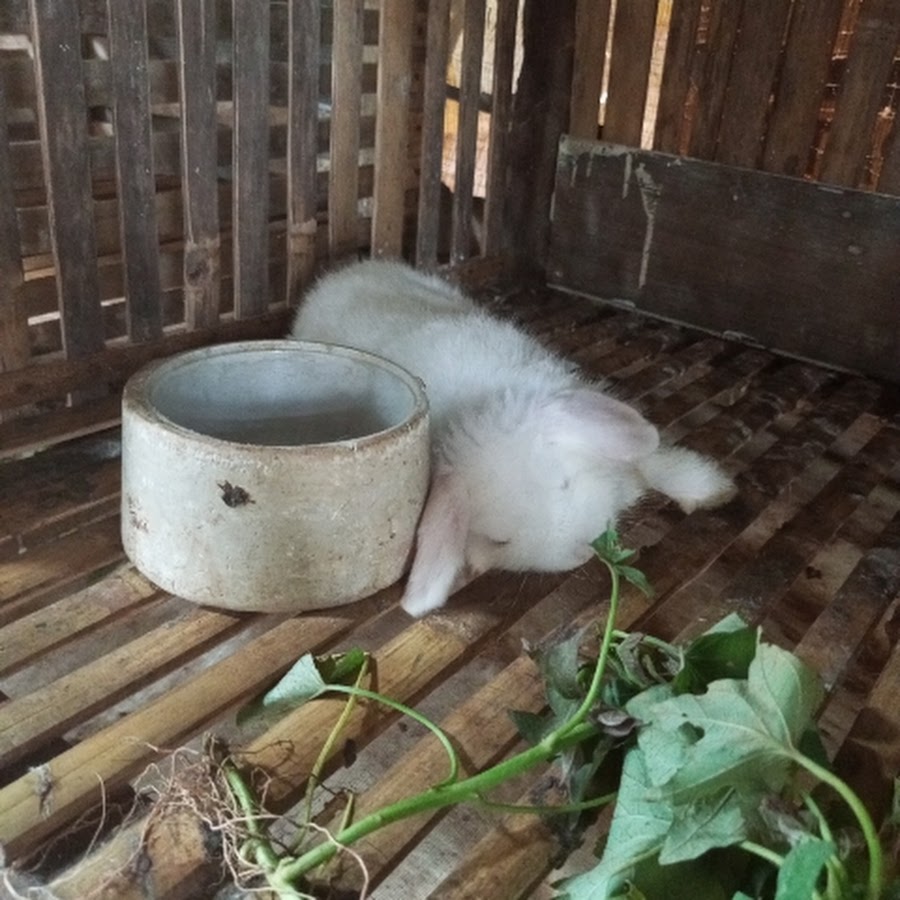 Duriat rebit - YouTube