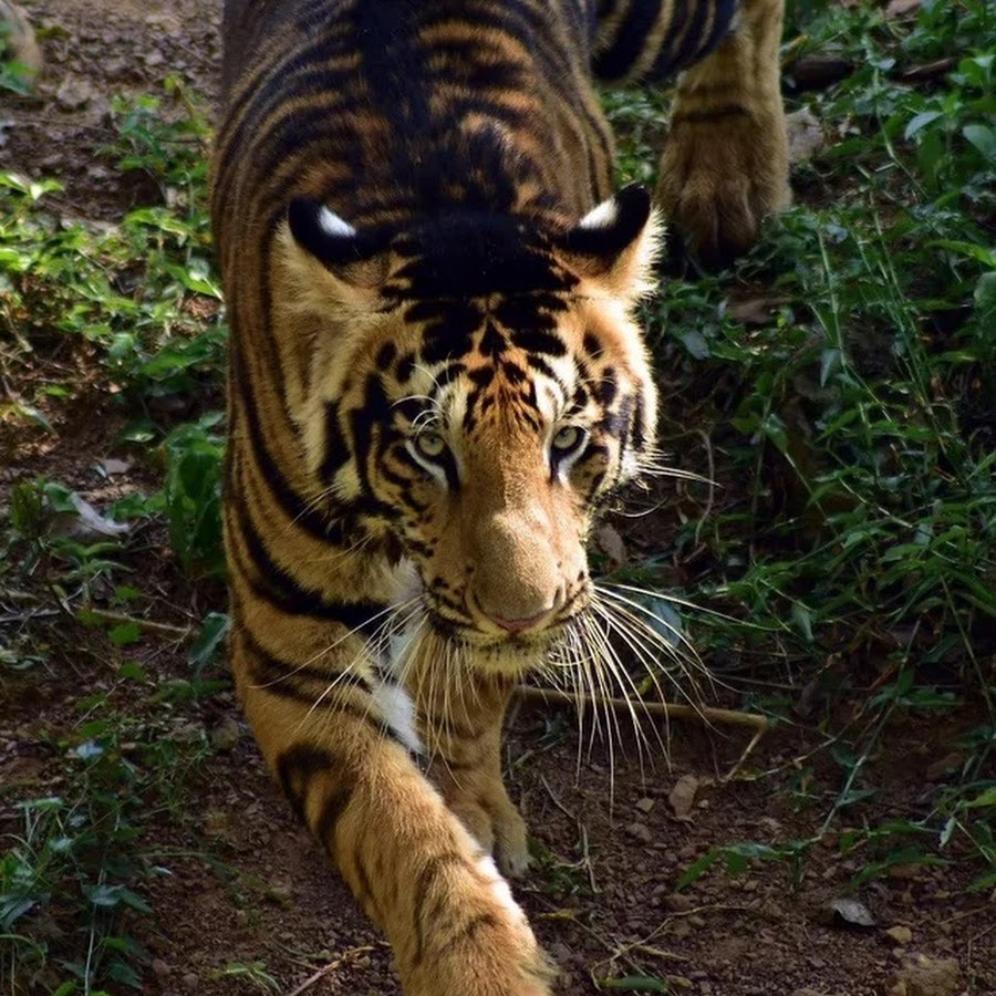 Elijah “Black Tiger” Rami Elite - YouTube