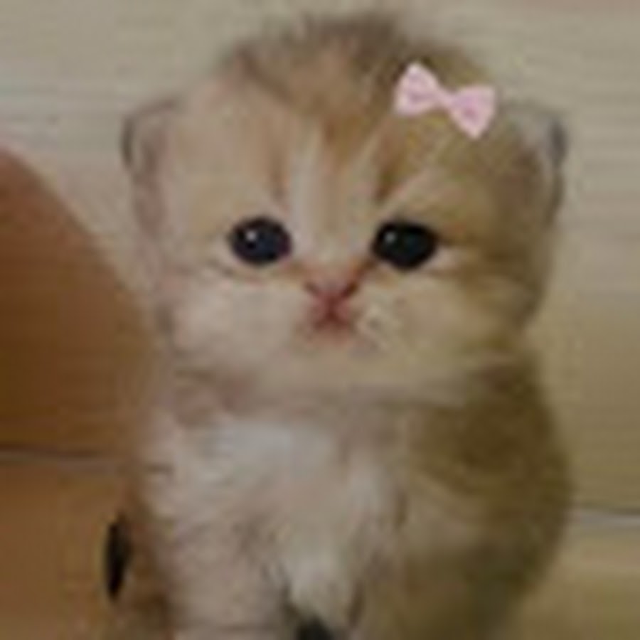 comfy meow vlogs - YouTube