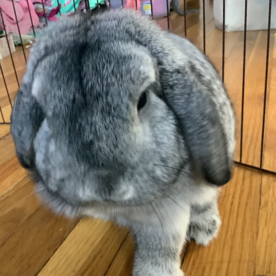 Vivi bug love - YouTube