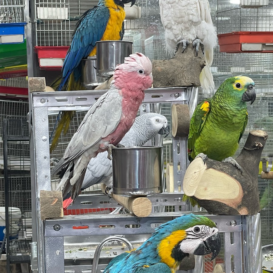 Belal Khalil - YouTube