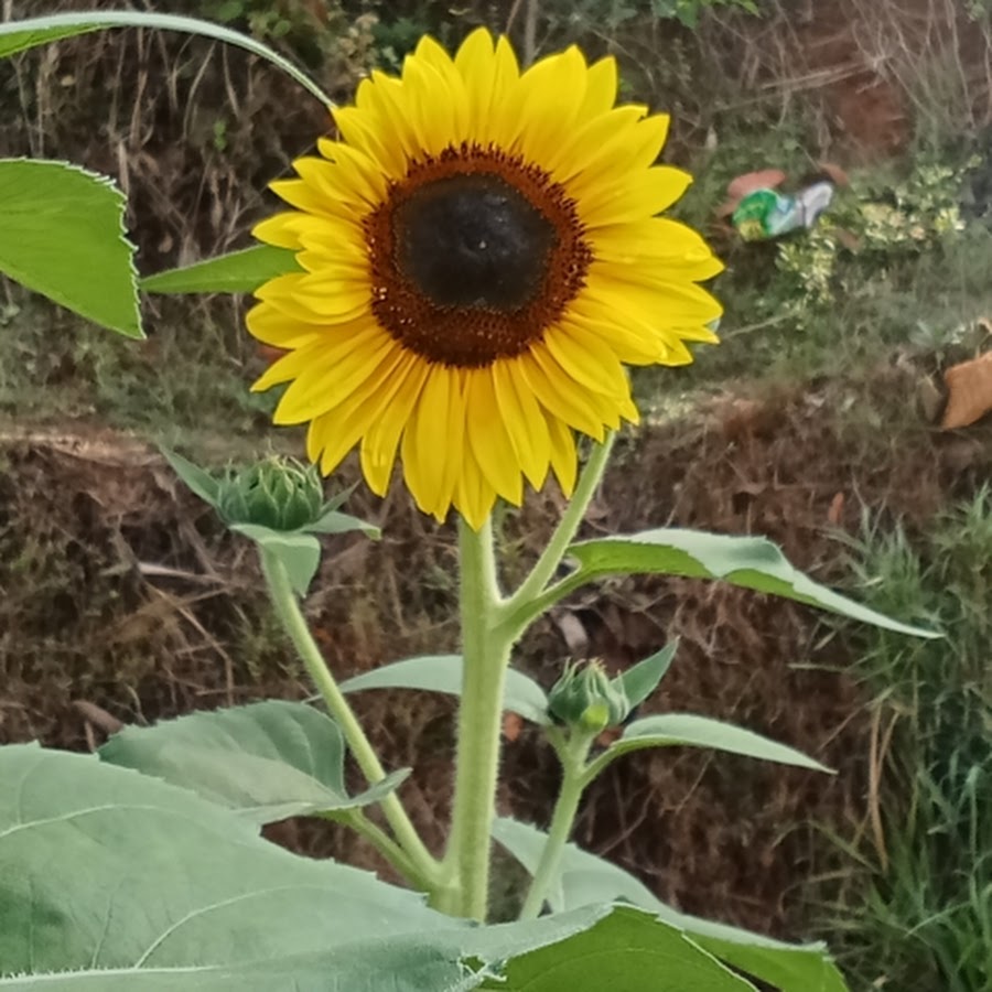 ishwor kc Official - YouTube