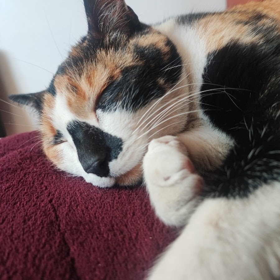 Sofia De luca - YouTube