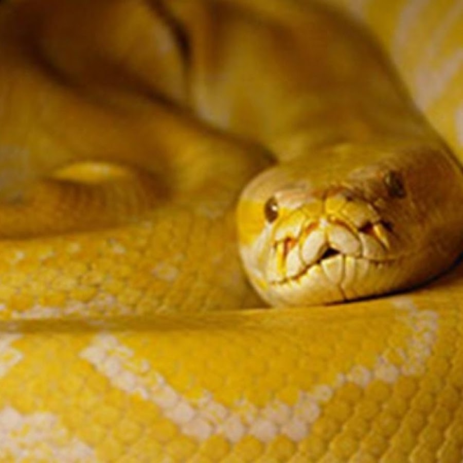Burmese Python - YouTube