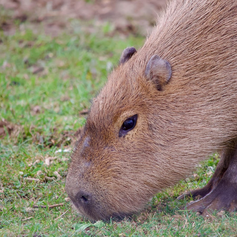 Chaotic Capybara - YouTube Chaotic Capybara - YouTube
