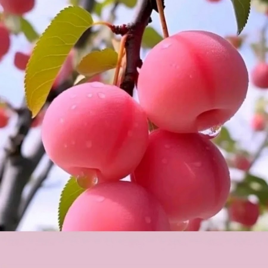 Mis Sohagi - YouTube