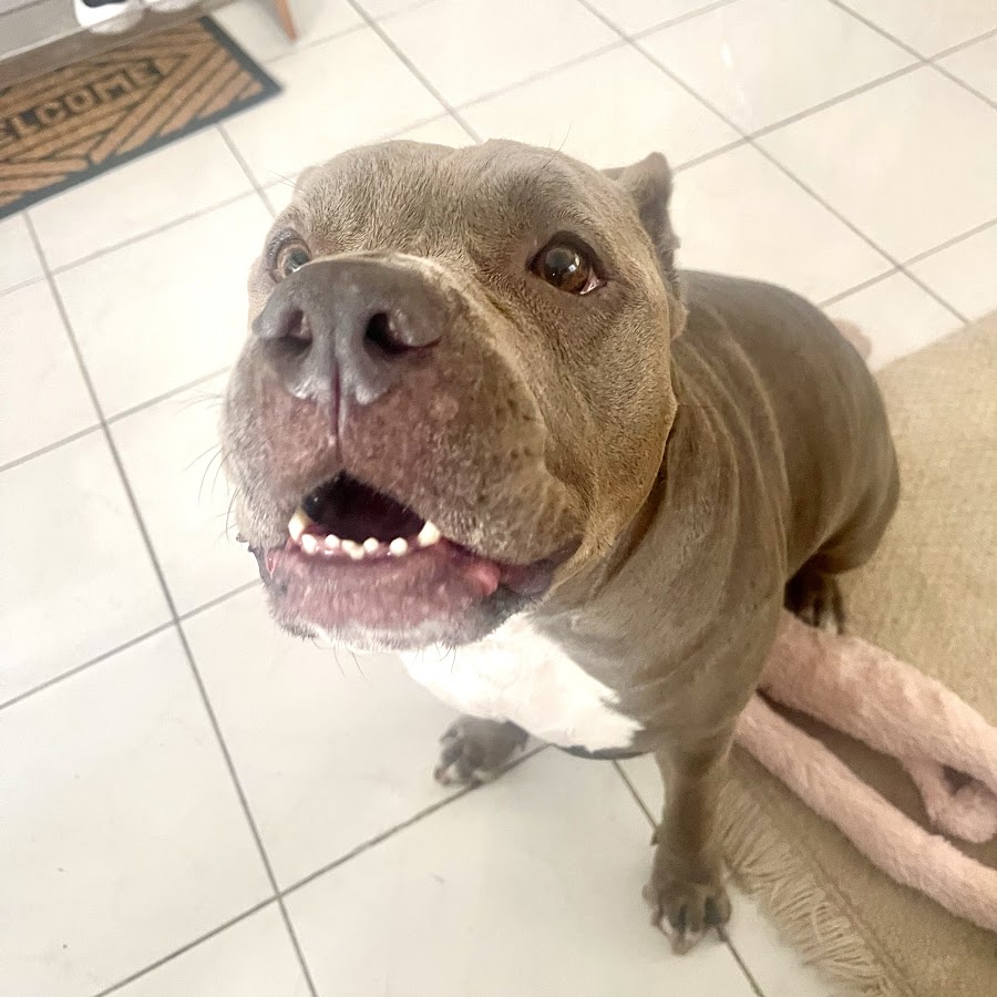 Molly:pitbull - YouTube