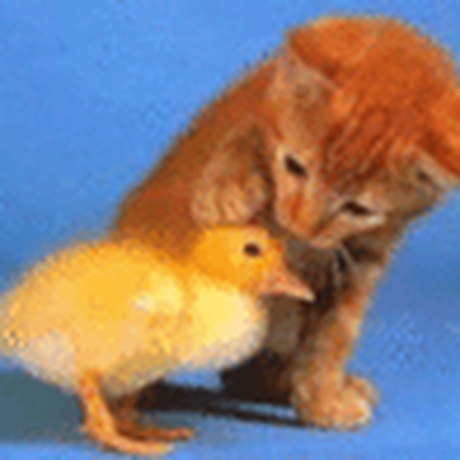 Кошки Любимые котики и другие животные Youtube
