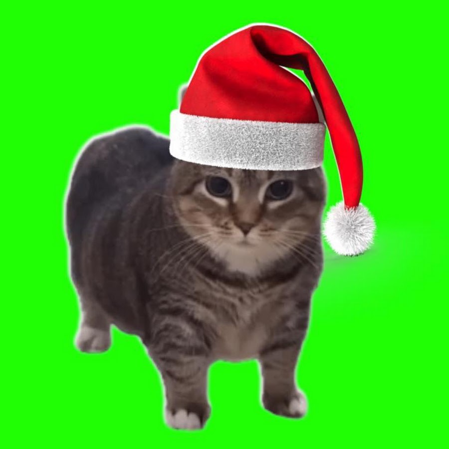 Oia Cat Youtube