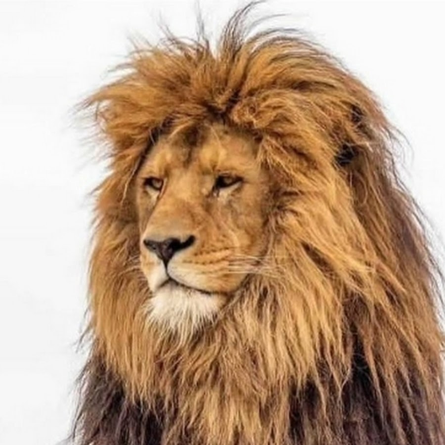 SHER GAMING - YouTube