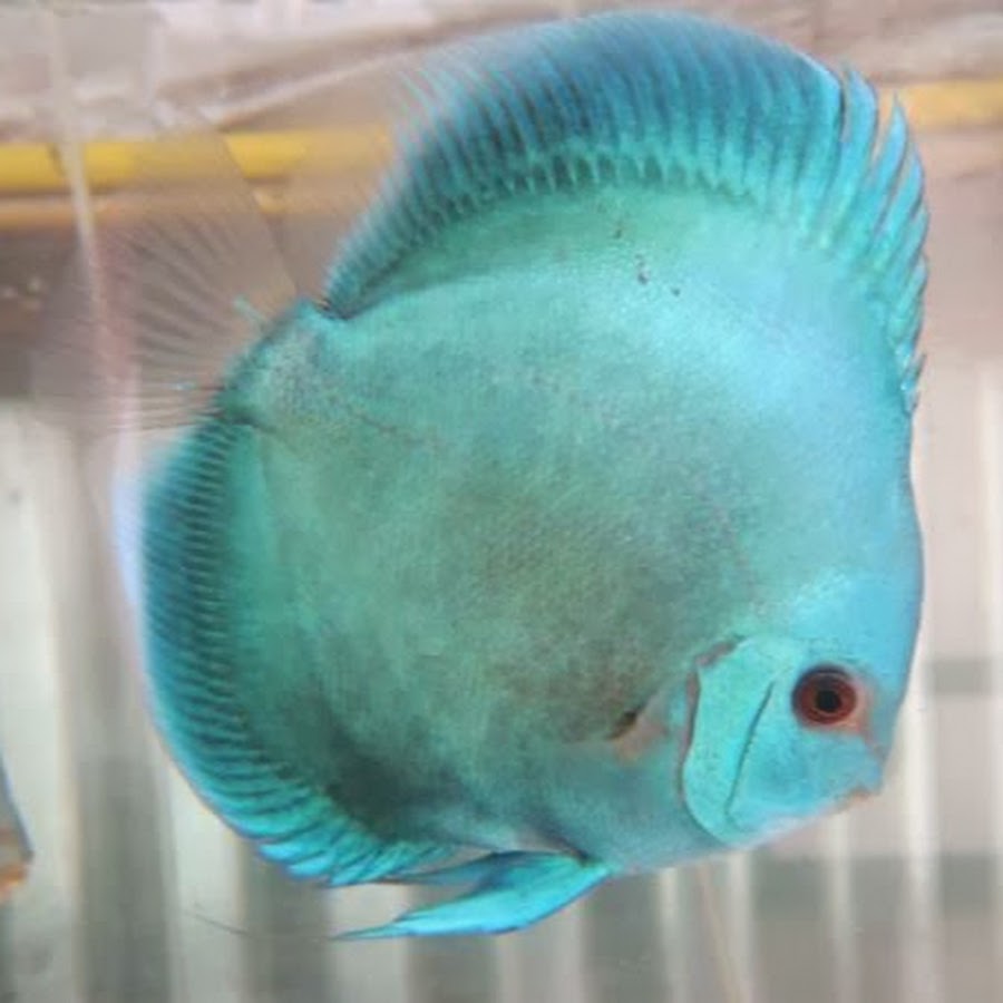 AGIKgqNSAVhpNXZP4L0a6kr6Z_eBCo7MofXeUTpad-Lk=s900-c-k-c0x00ffffff-no-rj