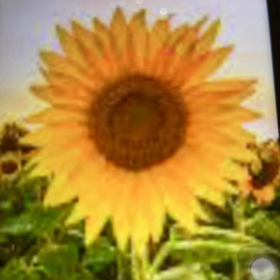 AGIKgqO2-x1KGvQXEa8kPrroEXOODo5MPJ_lfDO2-3vg=s900-c-k-c0x00ffffff-no-rj