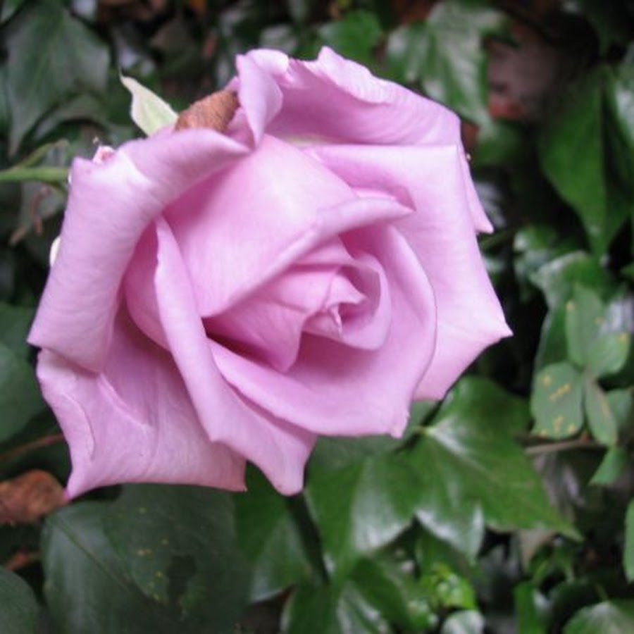 patricia poletti - YouTube