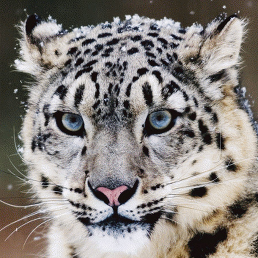 Snow Leopard - YouTube