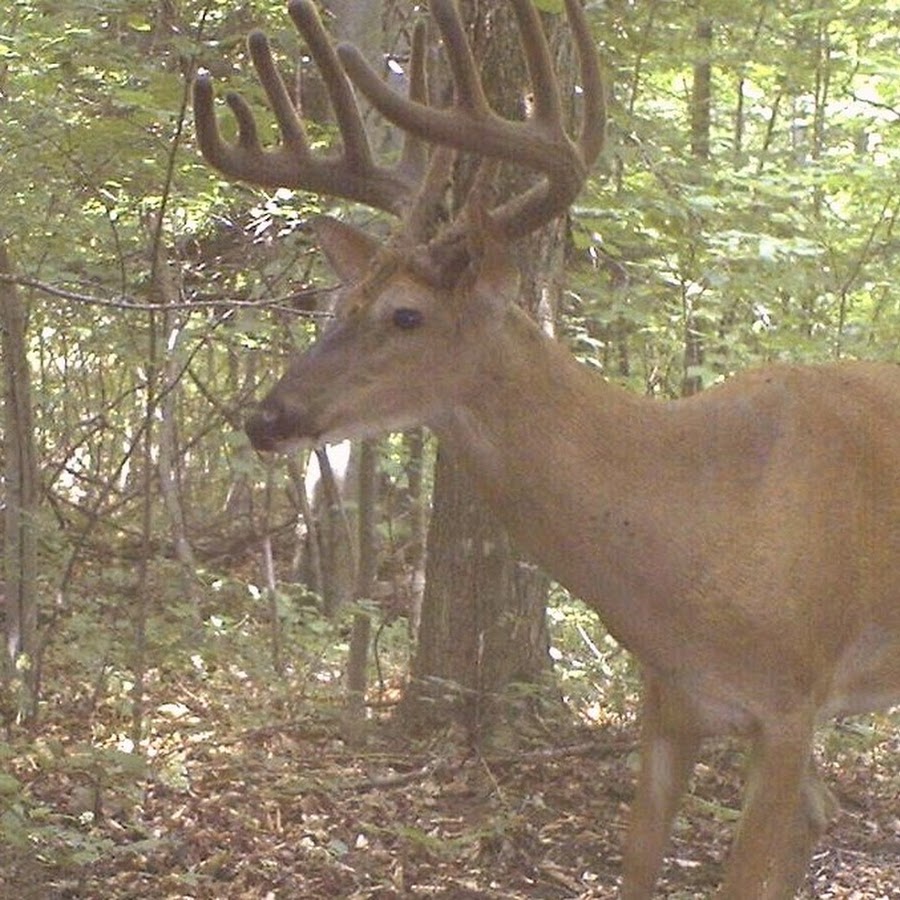 Randy Lyons - YouTube