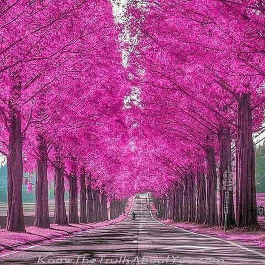 cherry channel - YouTube