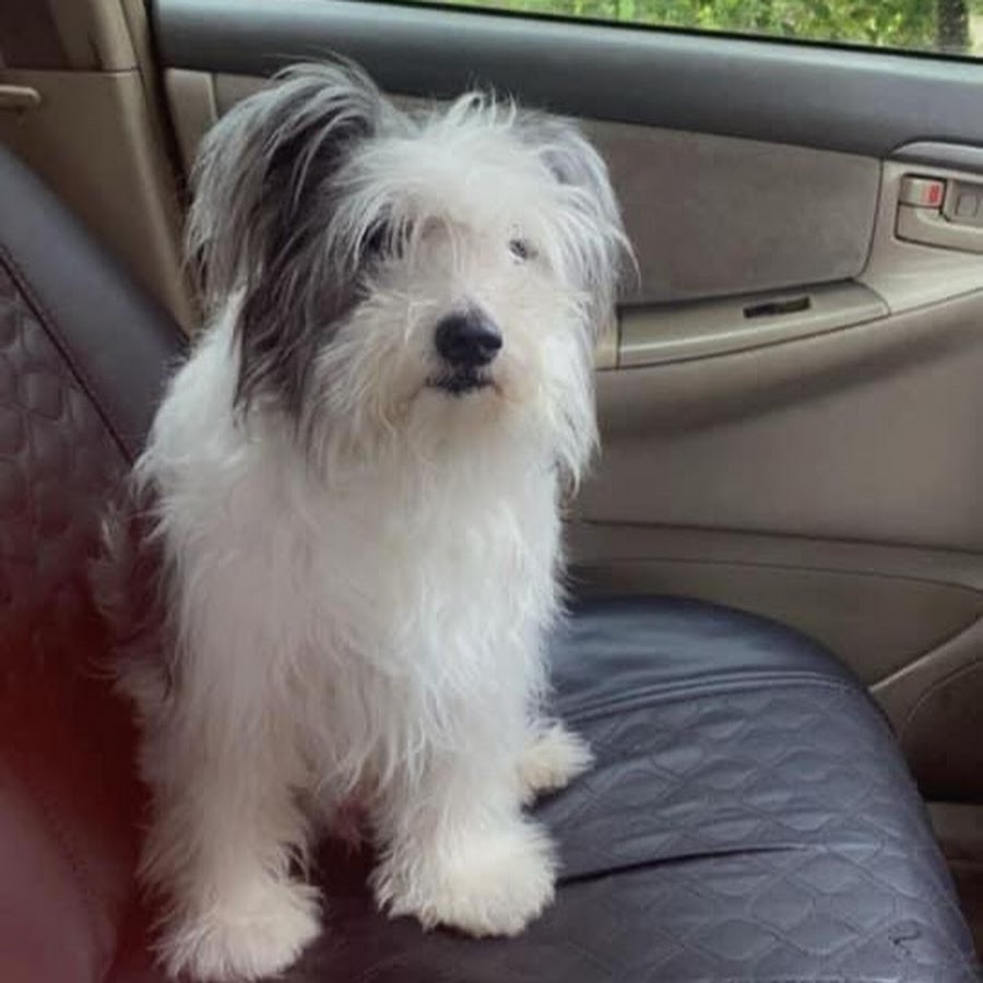 Samsu Uddin (Sabbir) - YouTube