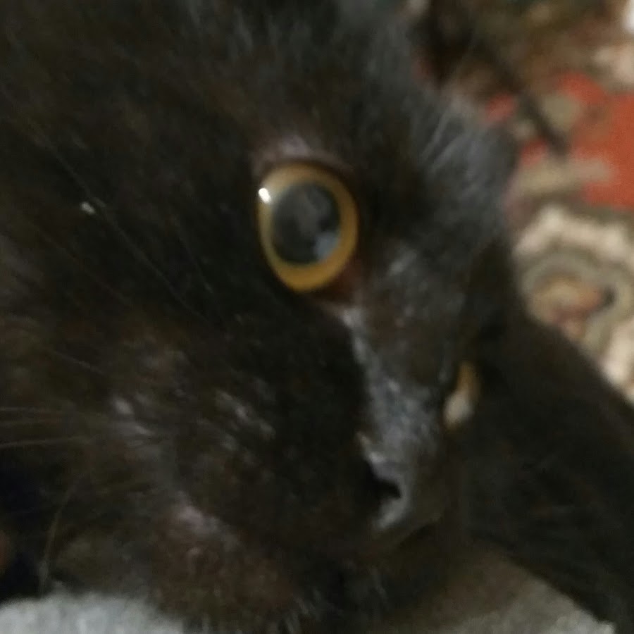 Cat Mishka - YouTube