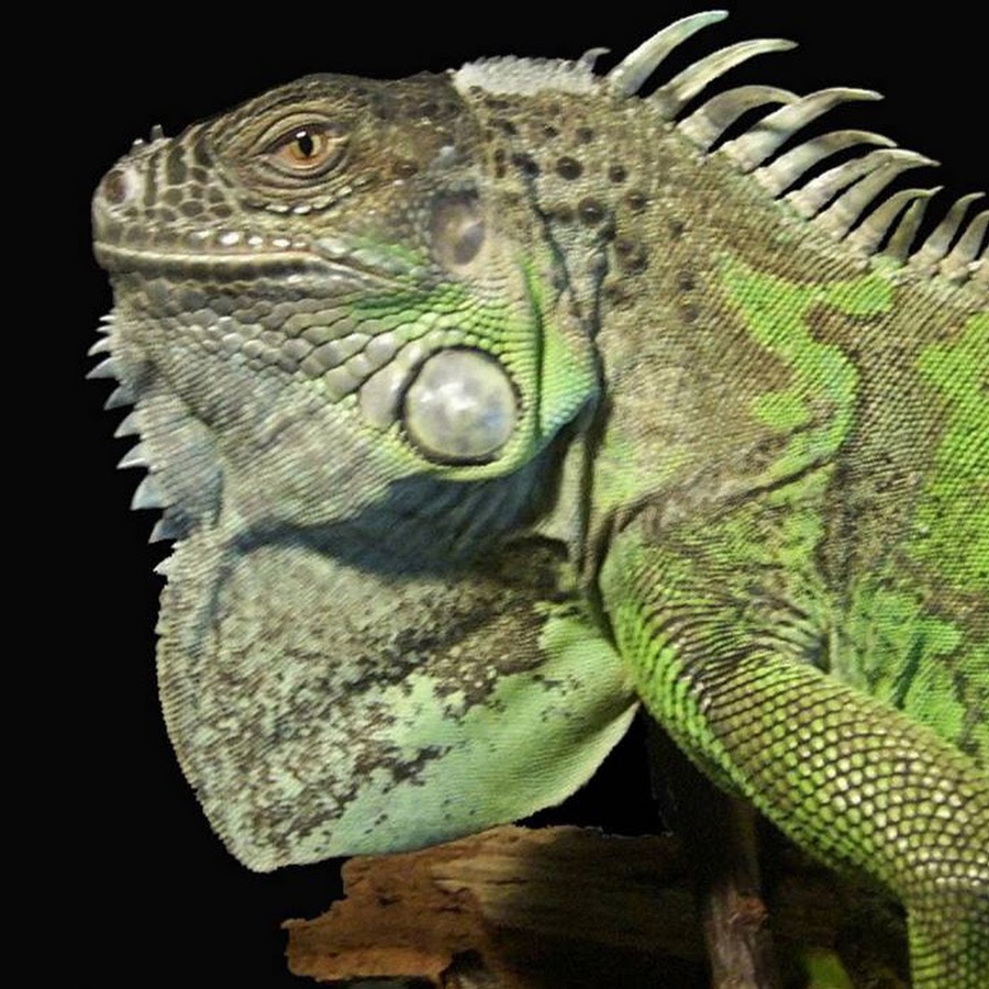 Vincent Kane - YouTube