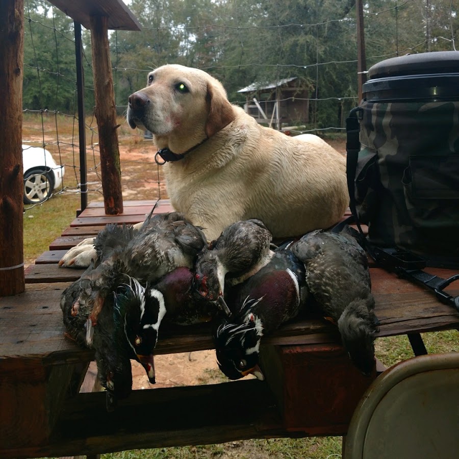 Gavin Harrington - YouTube