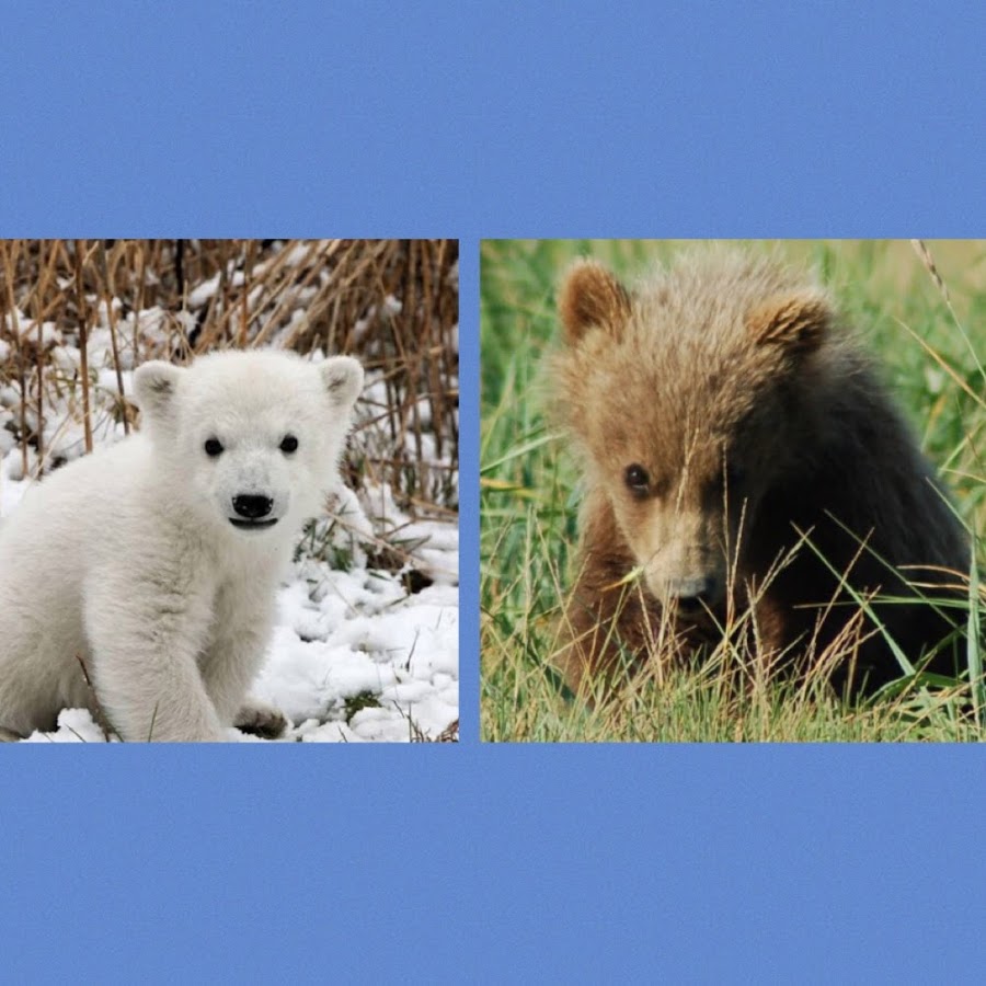 Bearboy_123 - YouTube