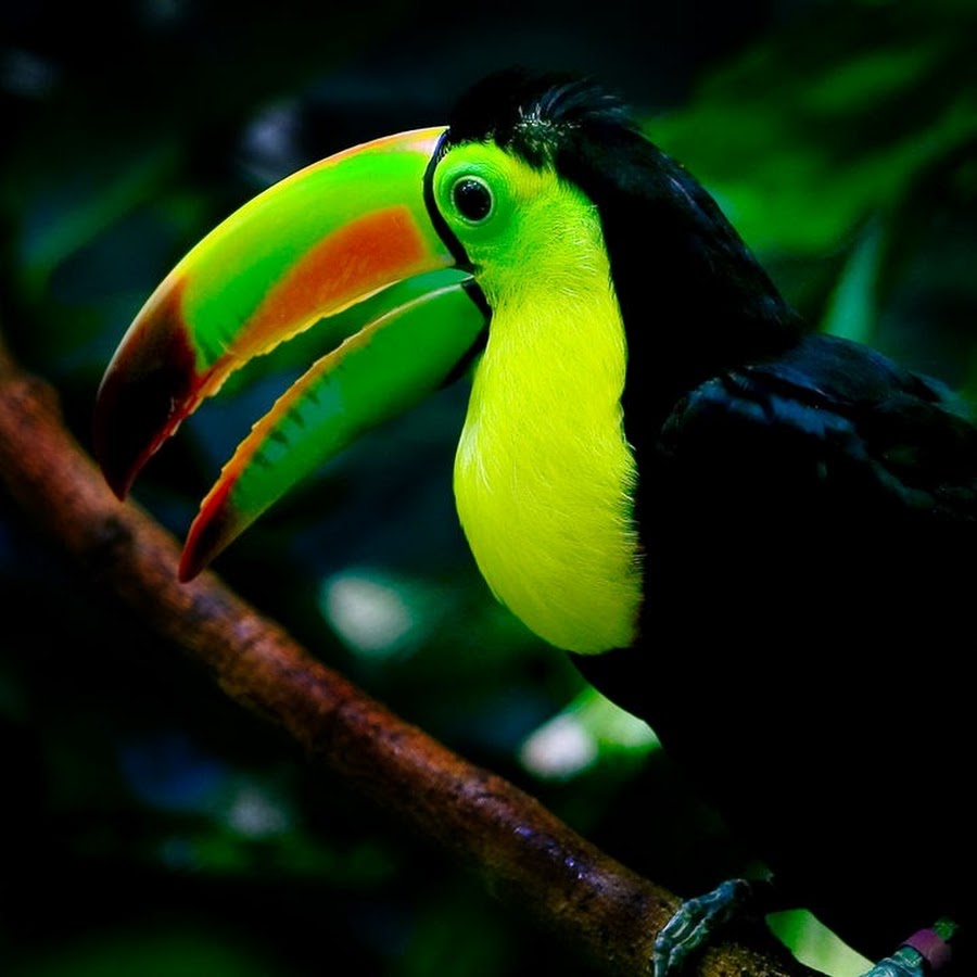 Chubby Toucan - YouTube