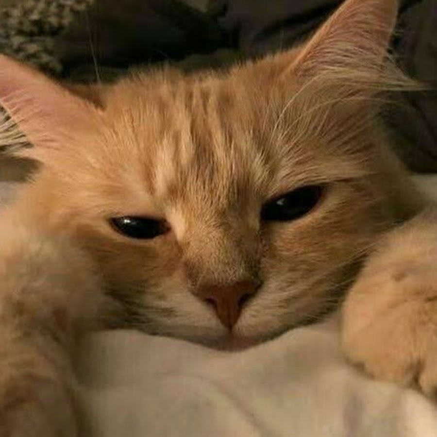 official KNICH - YouTube