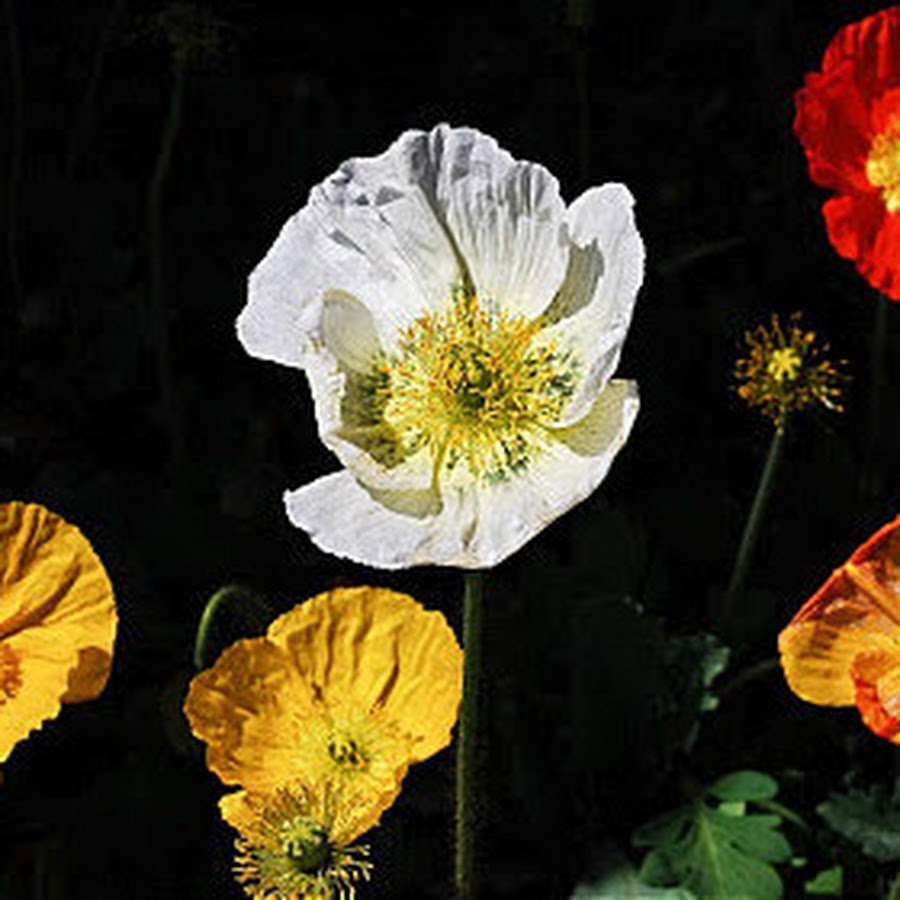 jin young k (jino) - YouTube