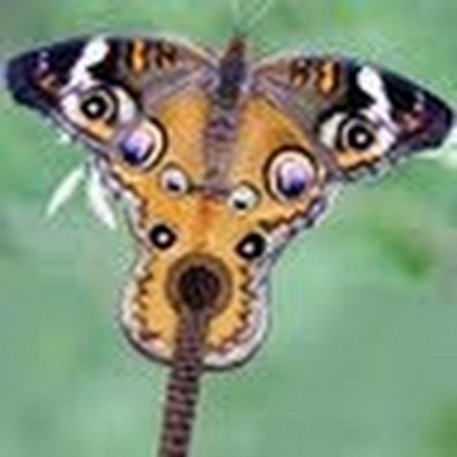 goksen ktl - YouTube