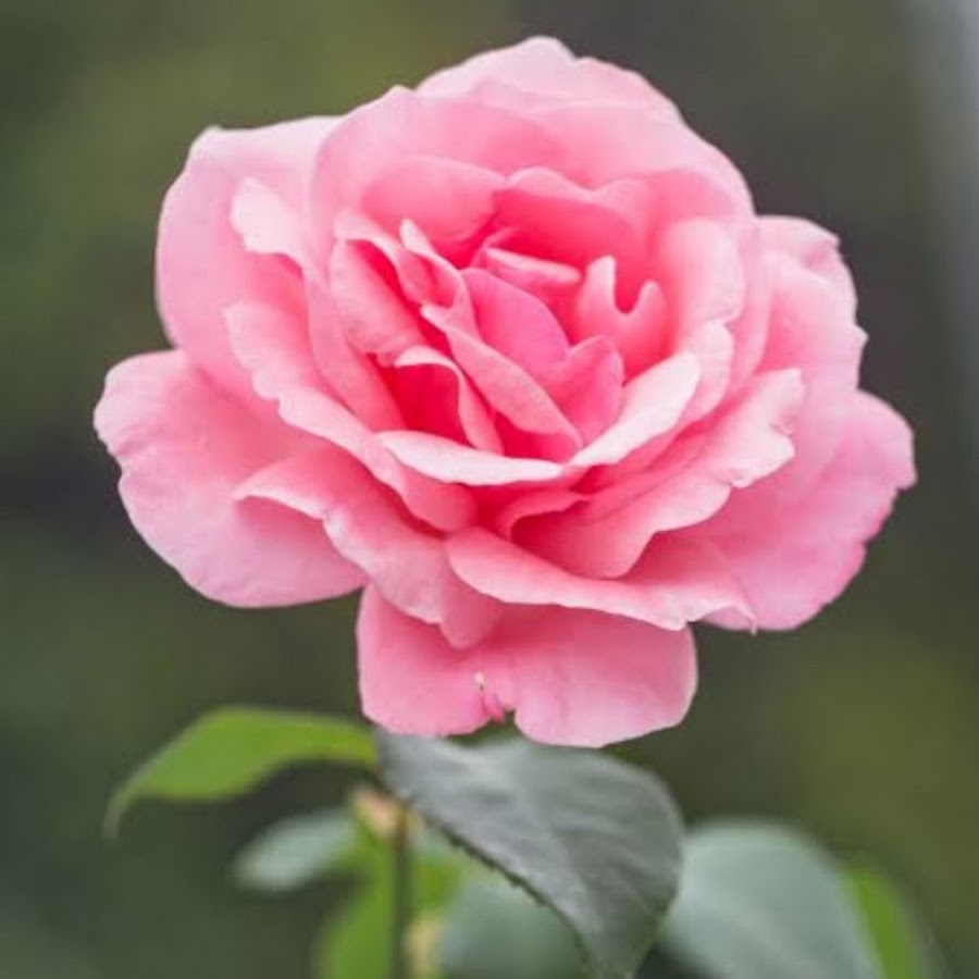 Oritro Das - YouTube