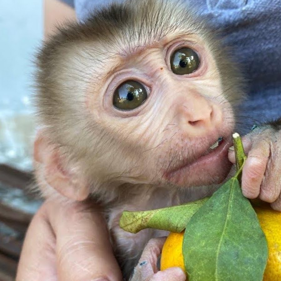 Monkey Ruby - YouTube