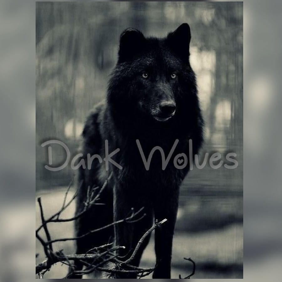 Dark Wolves - YouTube