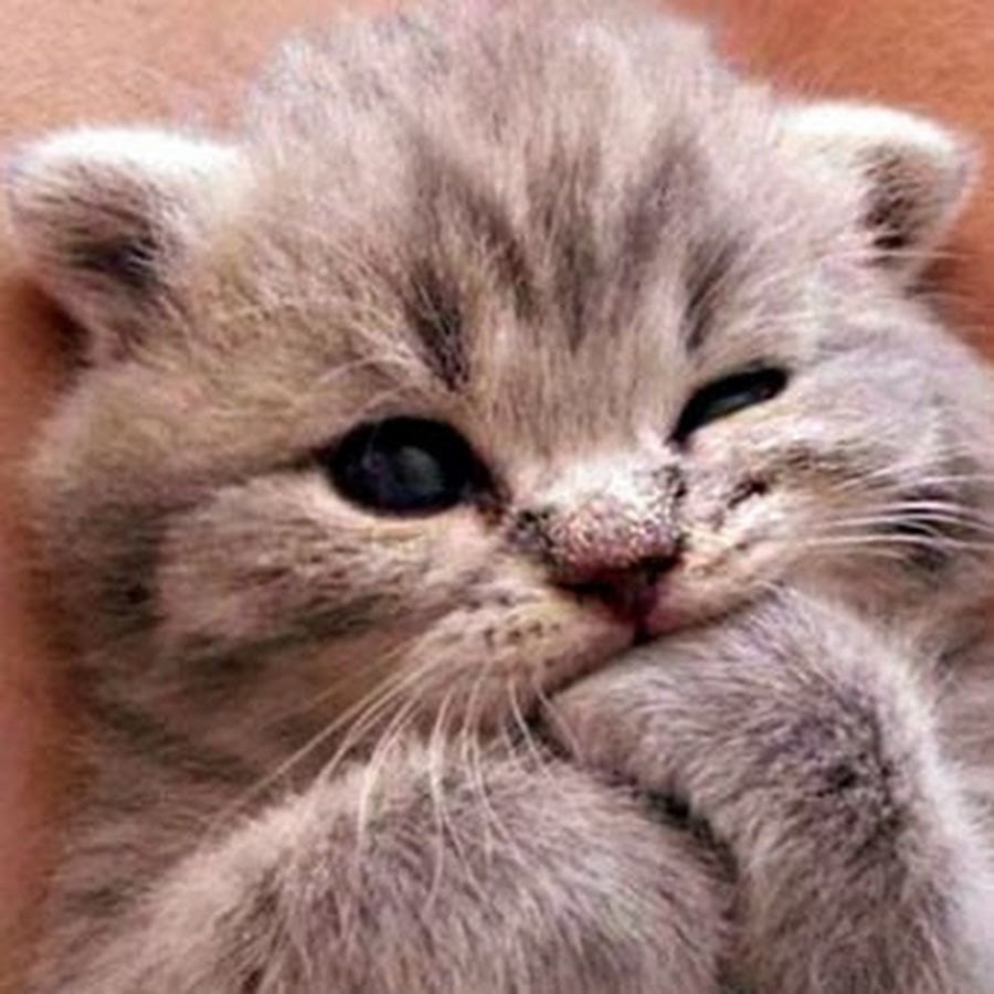 Val Morrison - YouTube