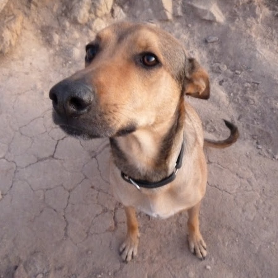 Alain Messier - YouTube